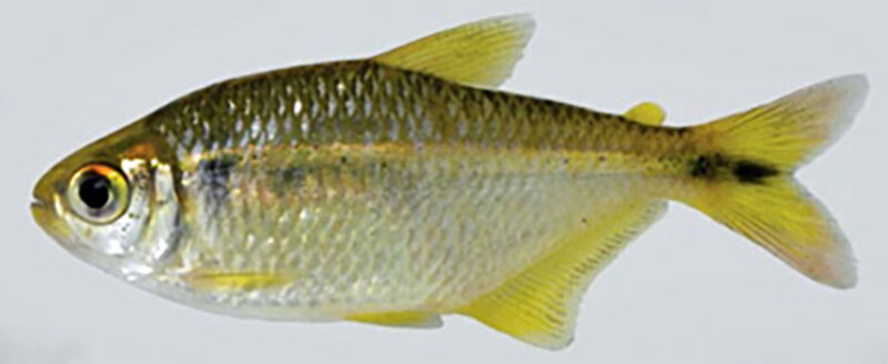 Astyanax dissensus - first record from Uruguay - Peces Criollos