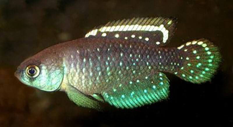Austrolebias toba sp.nov. from Chaco, Argentina - Peces Criollos