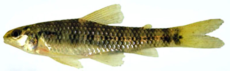 Characidium zebra - first record from Uruguay - Peces Criollos