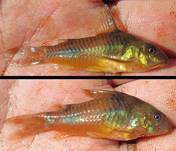 Corydoras ehrhardti - first record from Argentina - Peces Criollos