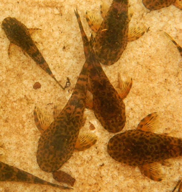 Eurycheilichthys pantherinus - first record from Argentina - Peces Criollos