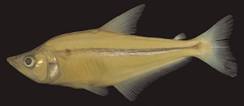 Galeocharax knerii - not a species from Argentina - Peces Criollos