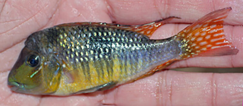 Gymnogeophagus constellatus - first record from Argentina - Peces Criollos