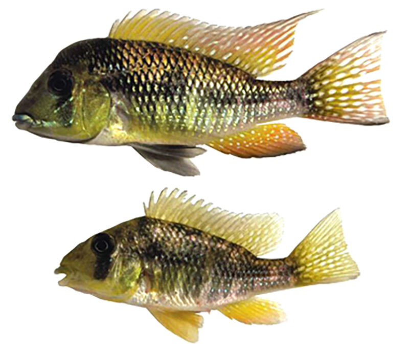 Gymnogeophagus peliochelynion sp.nov. from Uruguay - Peces Criollos