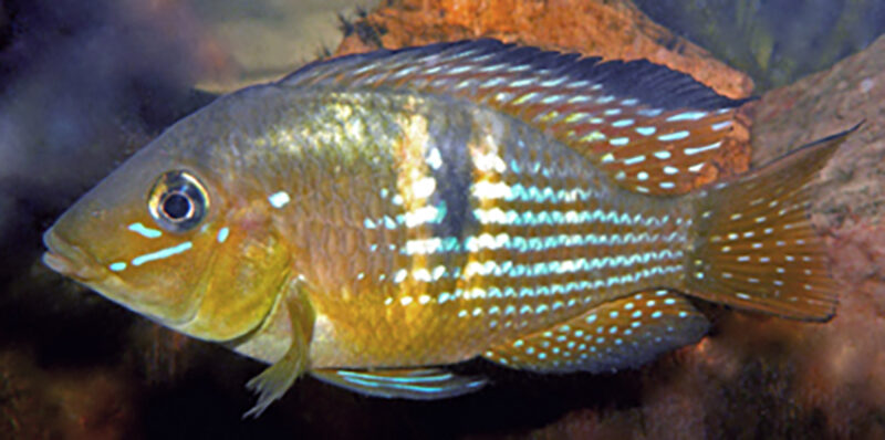 Gymnogeophagus terrapurpura - first record from Argentina - Peces Criollos
