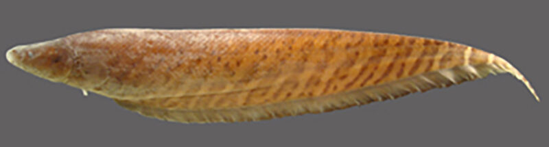 Gymnotus sylvius - first record from Argentina - Peces Criollos