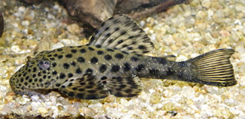 Hemiancistrus punctulatus - first record from Uruguay - Peces Criollos