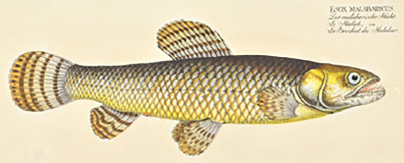 Hoplias malabaricus - not a species from Argentina - Peces Criollos