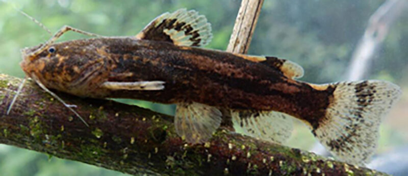 Microglanis nigrolineatus sp.nov. from Salta, Argentina - Peces Criollos