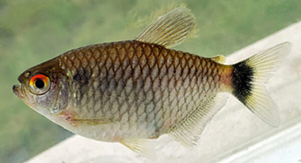 Moenkhausia australis - confirmed for Argentina - Peces Criollos