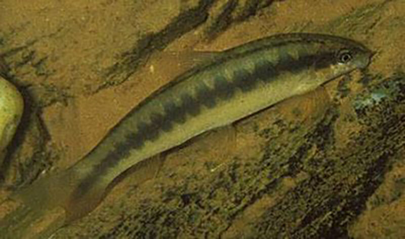 Parodon nasus is a sr. synonym of P. tortuosus - Peces Criollos