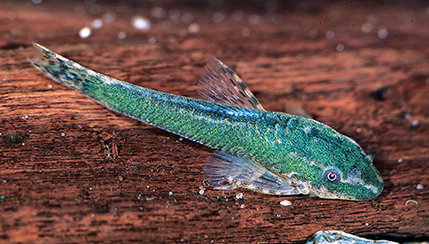 Home - Peces Criollos
