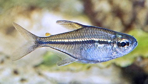 Home - Peces Criollos