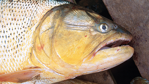 Home - Peces Criollos