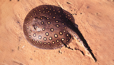 Home - Peces Criollos