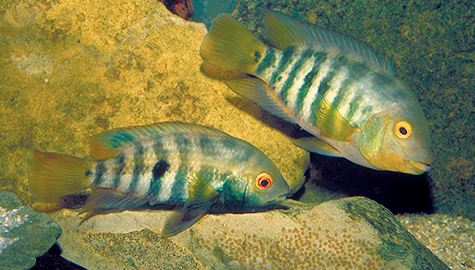 Home - Peces Criollos