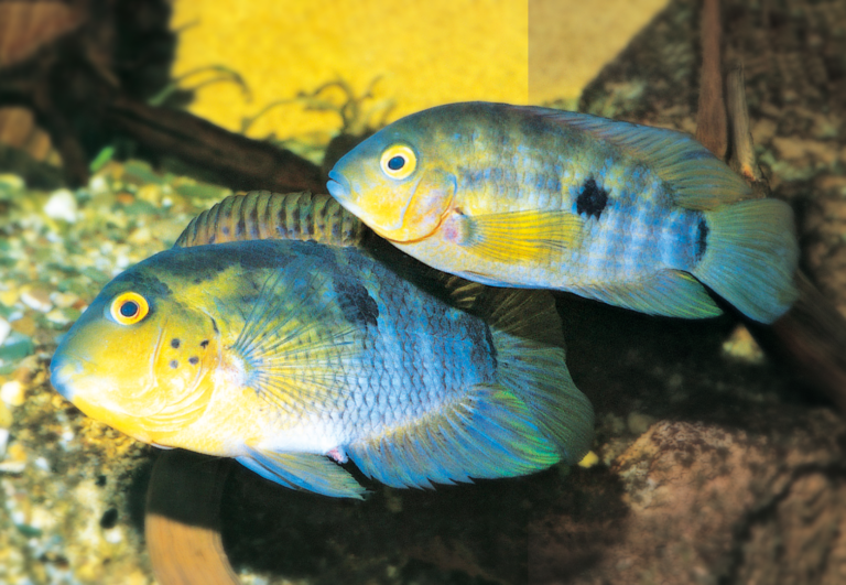 Home - Peces Criollos