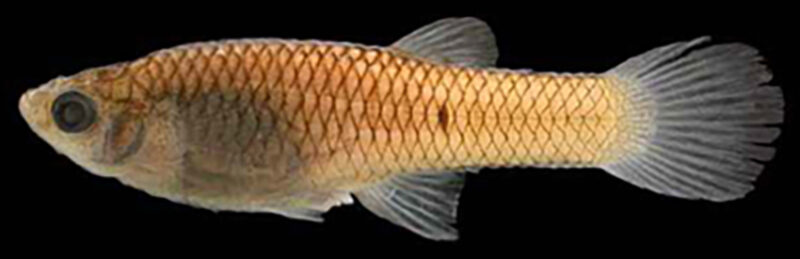 Phalloceros harpagos - first record from Argentina - Peces Criollos