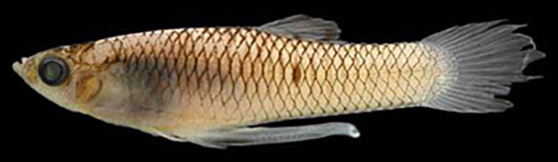 Phalloceros harpagos - first record from Argentina - Peces Criollos