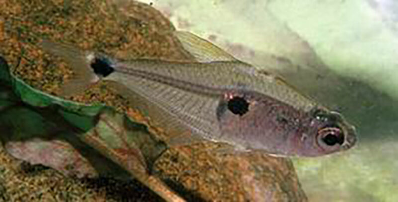 Phenacogaster tegatus - first record from Argentina - Peces Criollos