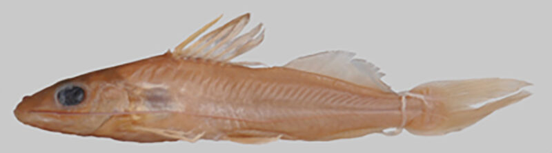Pimelodella mucosa - first record from Argentina - Peces Criollos