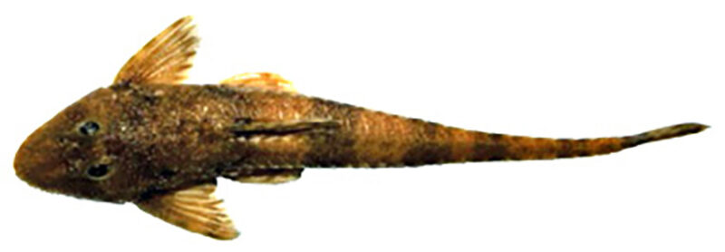 Rineloricaria microlepidogaster - first record from Uruguay - Peces ...