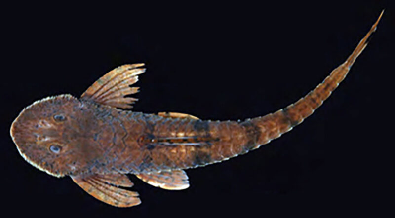 Rineloricaria zaina - first record from Argentina - Peces Criollos