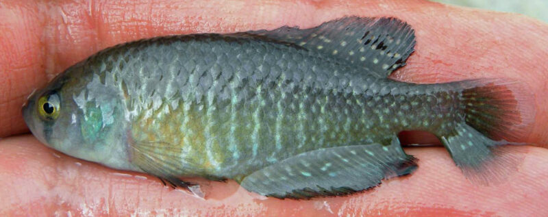 Austrolebias univentripinnis - first record from Uruguay - Peces Criollos