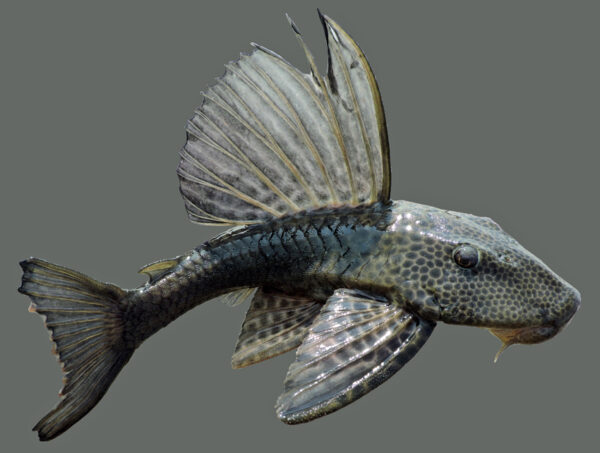 Hypostomus isbrueckeri - first record from Argentina - Peces Criollos