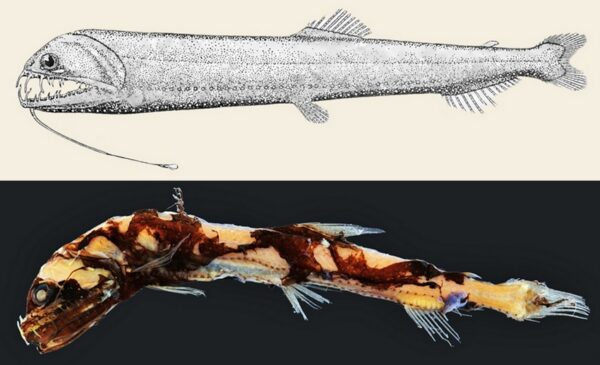 Borostomias antarcticus - first record from EEZ of Uruguay - Peces Criollos