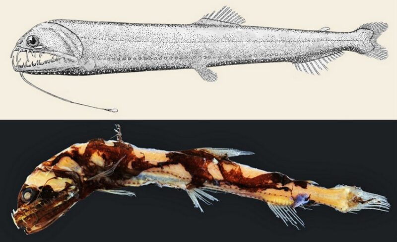 Borostomias antarcticus - first record from EEZ of Uruguay - Peces Criollos